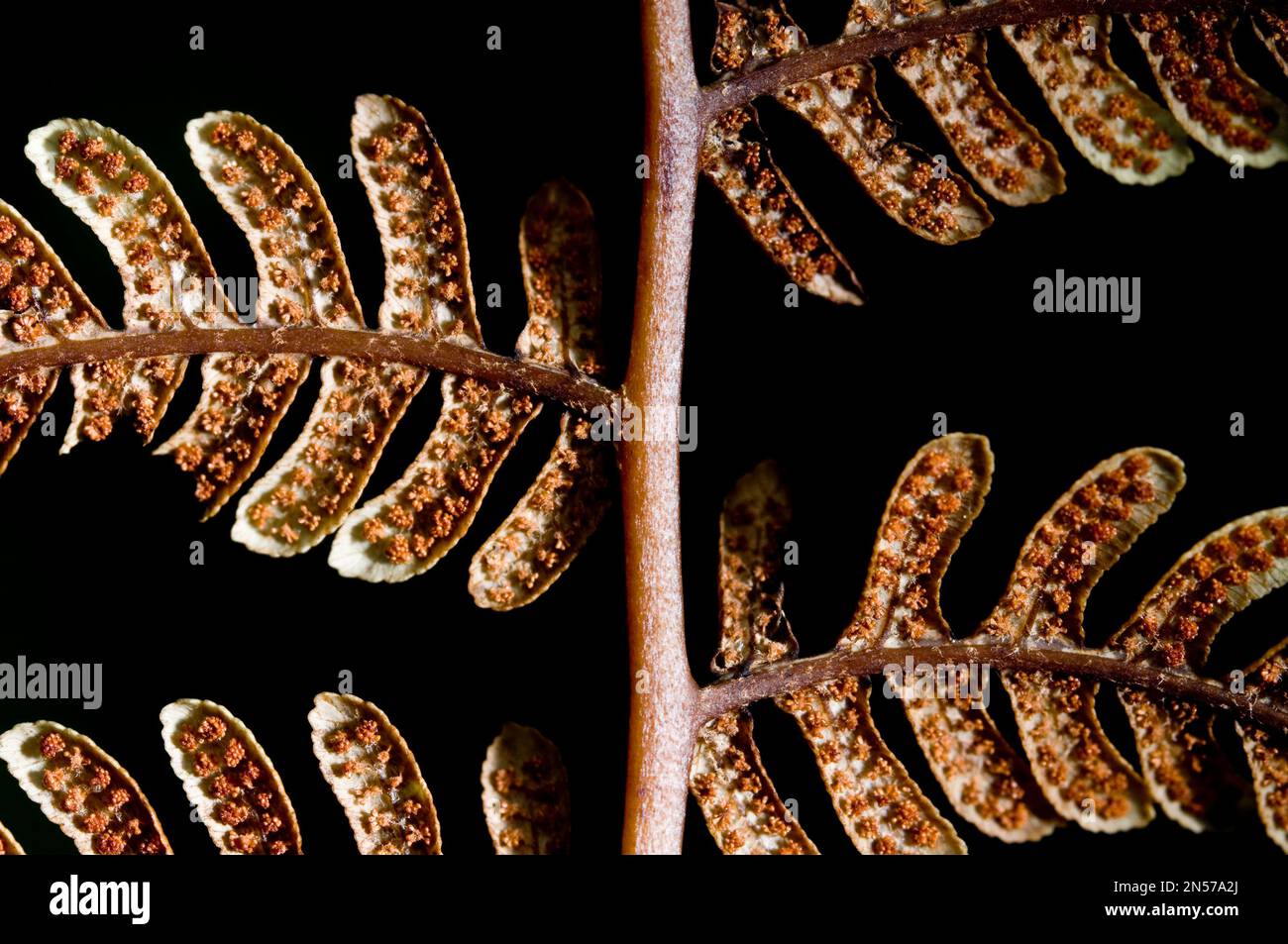Underside of male fern frond side lit isolated on black showing pattern ...