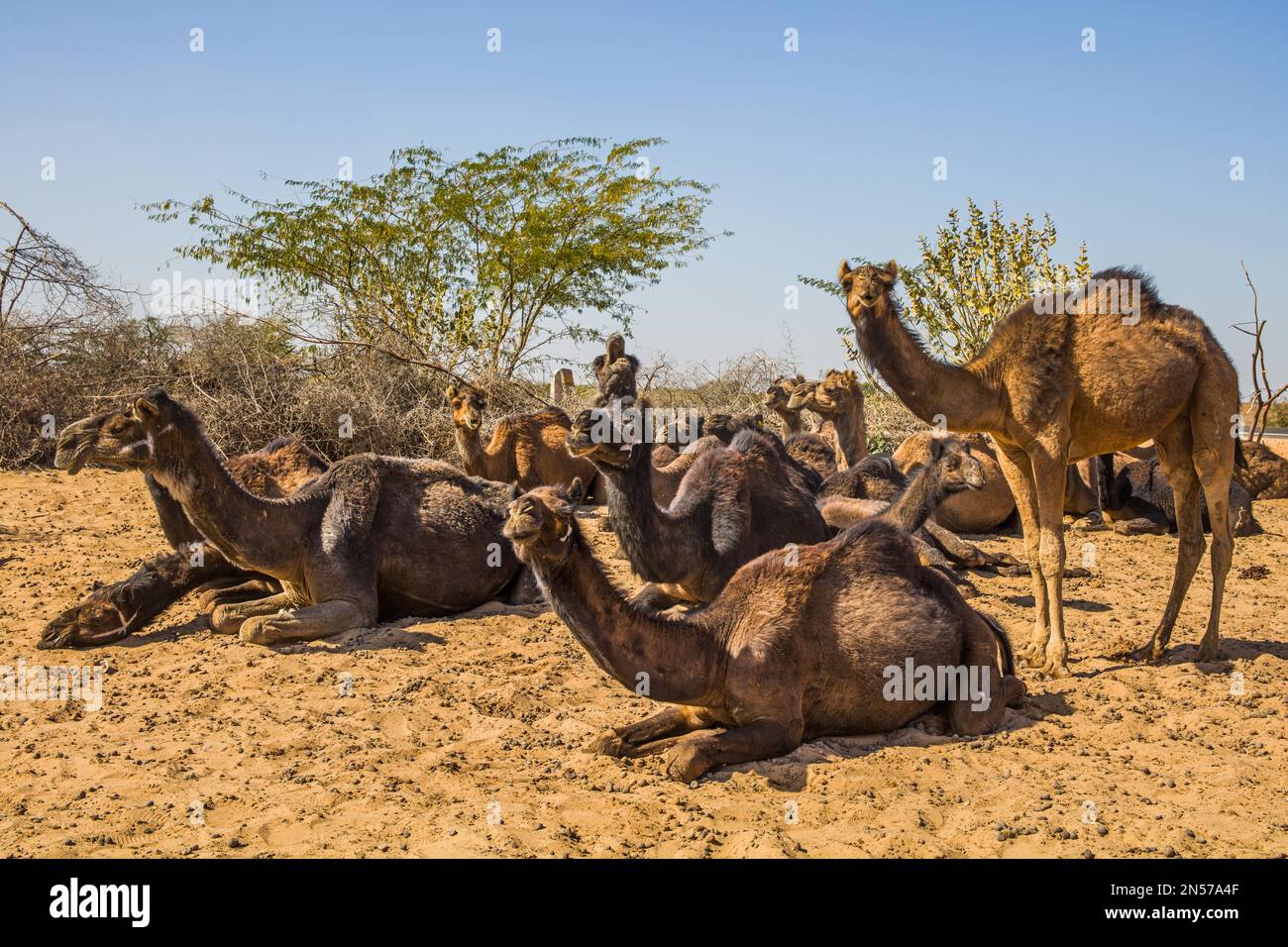 Dromedaries in the Thar Desert, Thar Desert, Rajasthan, India Stock ...