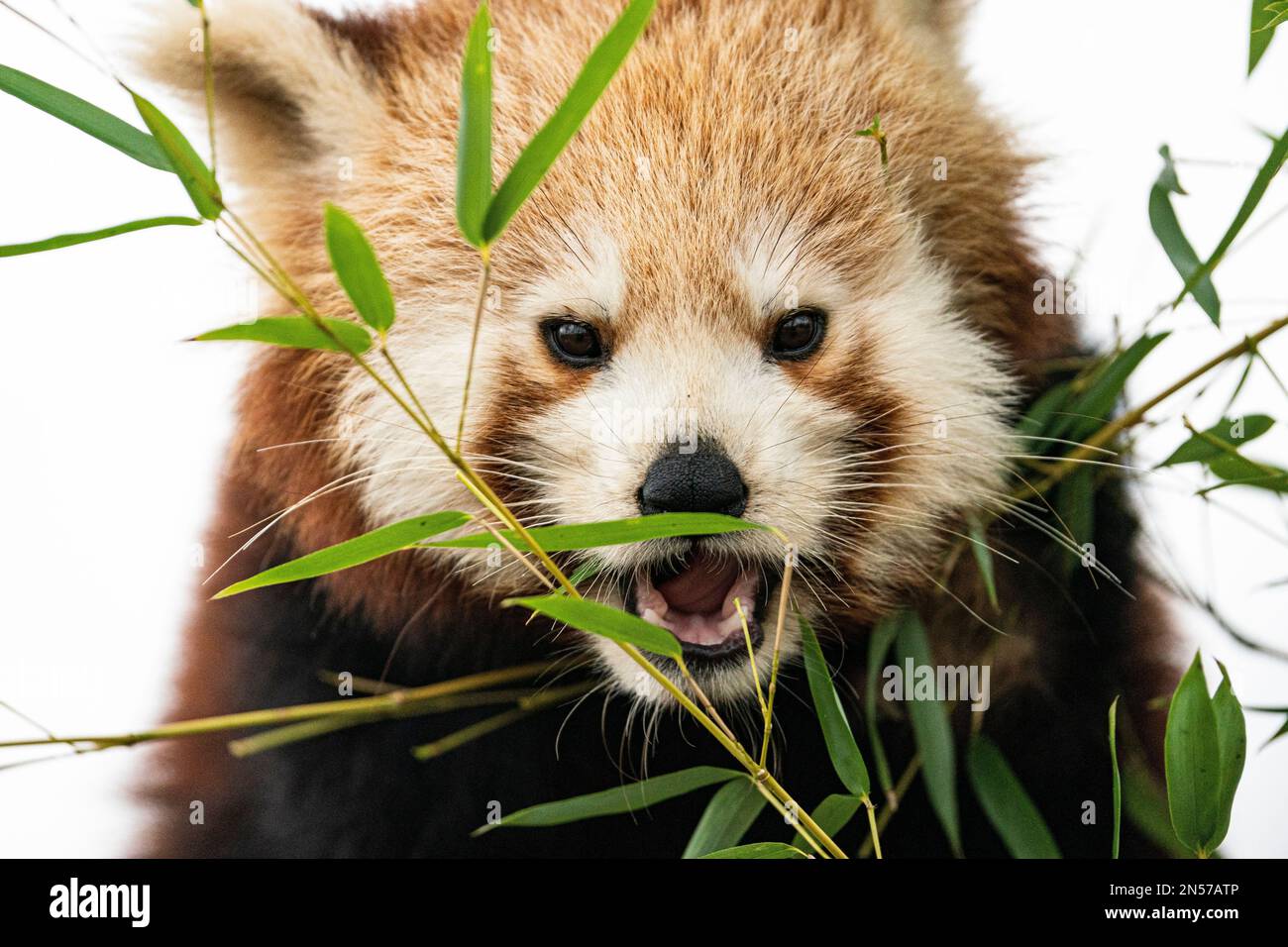 A Portrait of cute Red panda behind green plants Stock Photo - Alamy