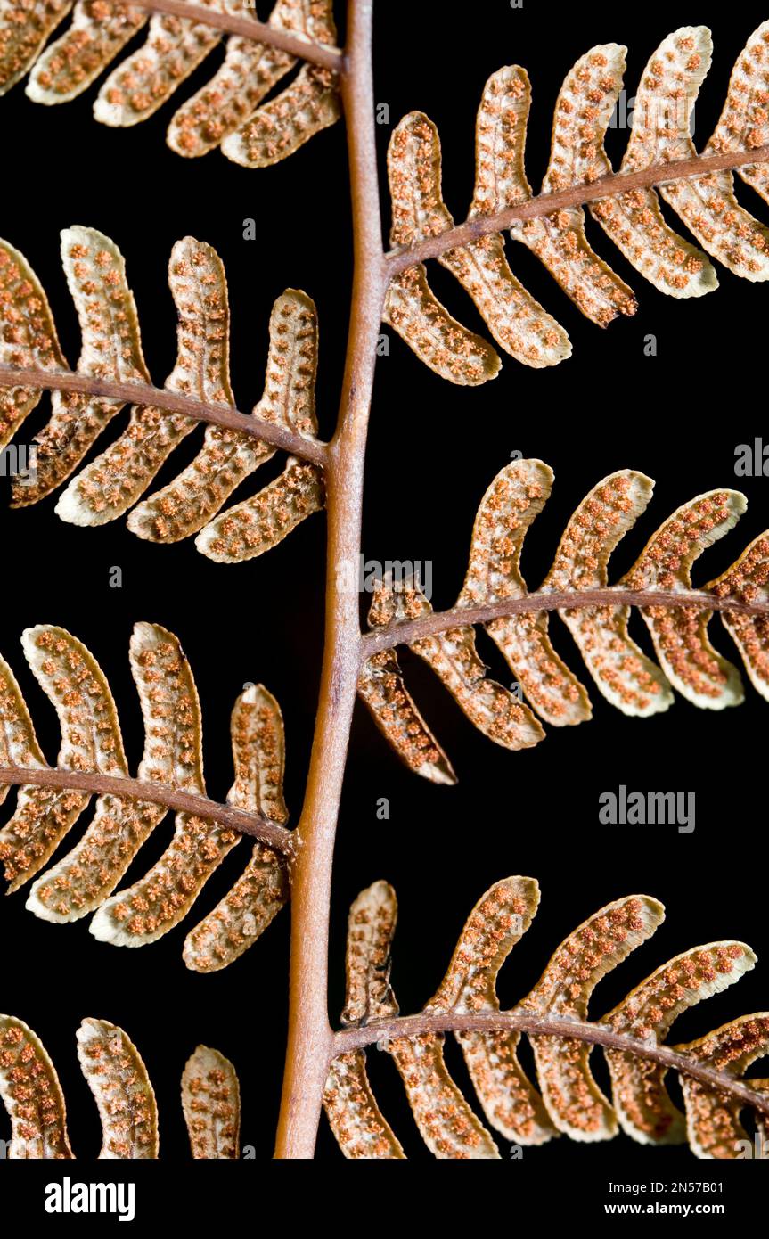 Underside of male fern frond side lit isolated on black showing pattern ...