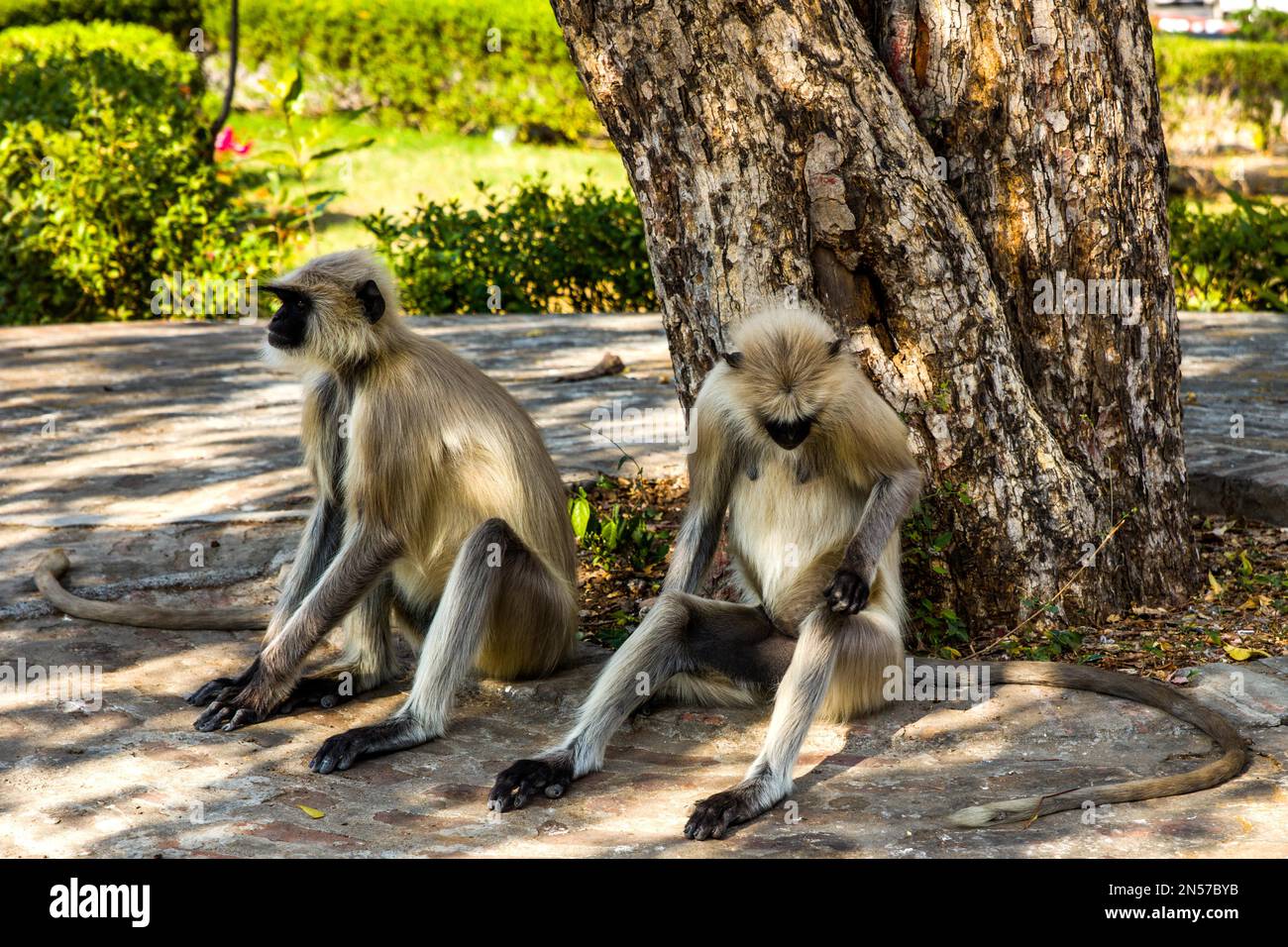 Hulman monkeys hi-res stock photography and images - Alamy