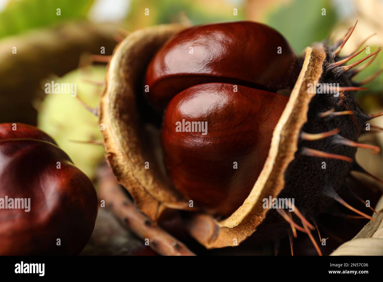 Closeup view of horse chestnut in husk Stock Photo - Alamy
