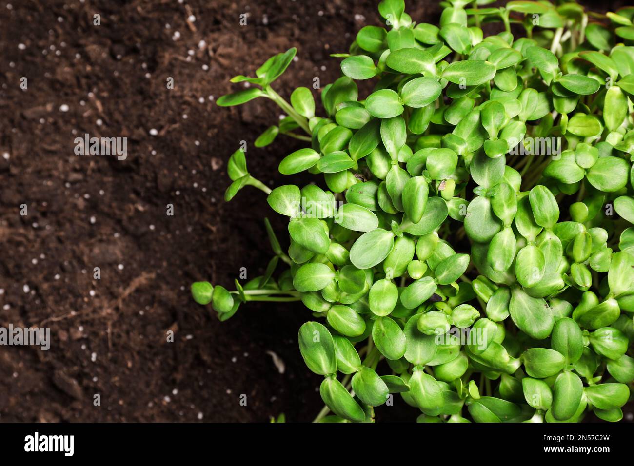 Fresh organic microgreens growing in soil, top view Stock Photo - Alamy