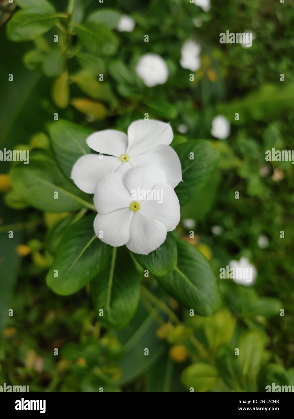 Catharanthus roseus, commonly known as bright eyes, Cape periwinkle ...