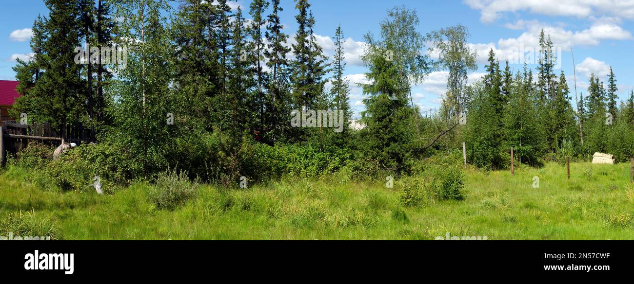 Panorama of overgrown abandoned plot with fir trees and bushes with a ...