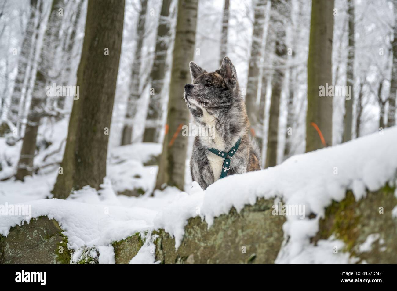 Akita inu dog with gray fur standing on a rock in the forest during ...