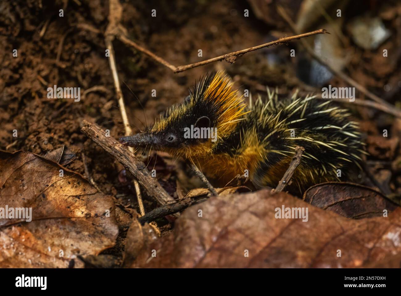 Lowland Streaked Tenrec - Hemicentetes semispinosus, beautiful unique ...
