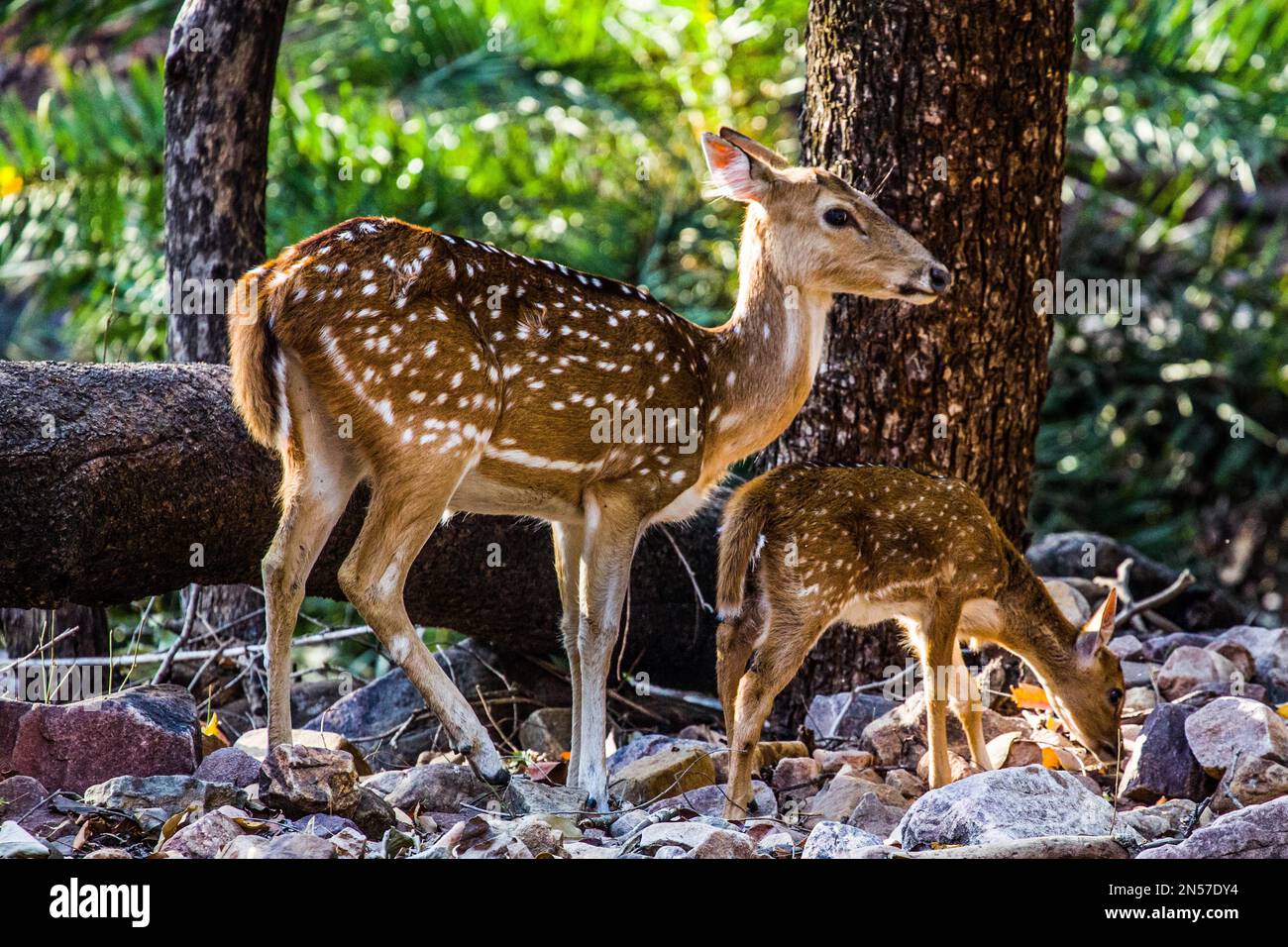 Wild, Ranthambore National Park and Tiger Reserve, Ranthambore ...