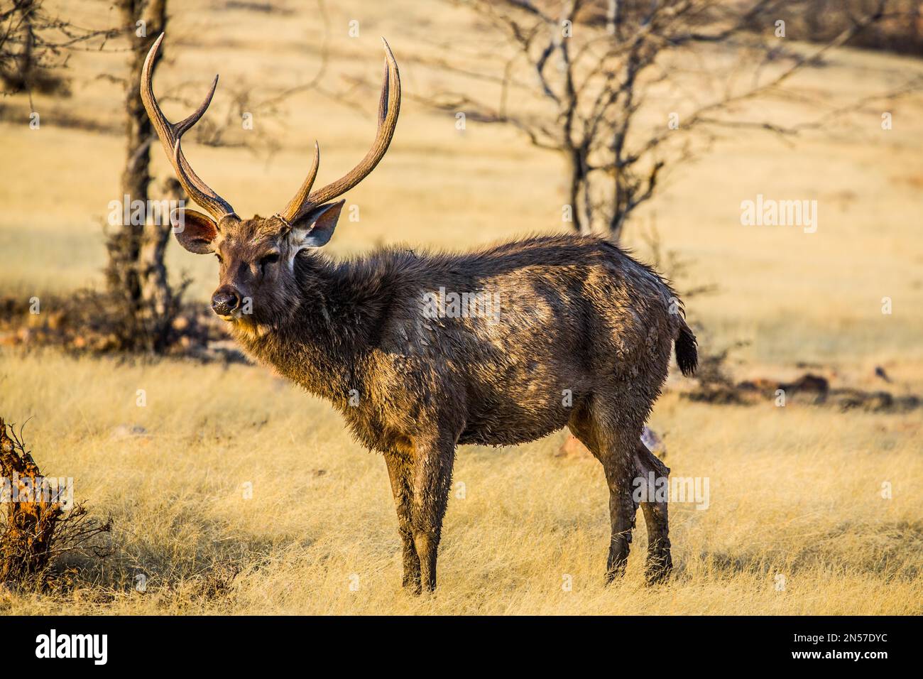 Samba deer, Ranthambore National Park and Tiger Reserve, Ranthambore ...