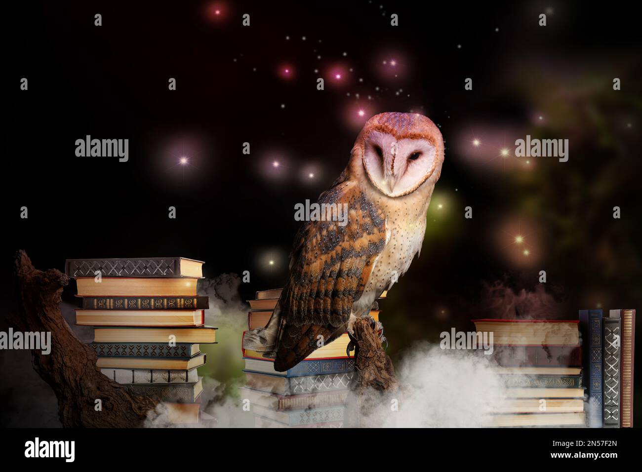 Beautiful wise owl on books in fantasy world Stock Photo - Alamy