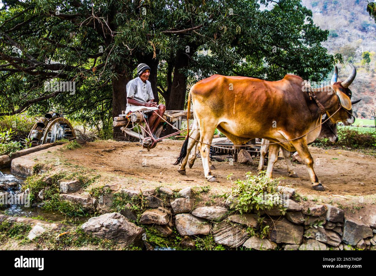 Ox-driven irrigation system, Rajasthan, India Stock Photo - Alamy