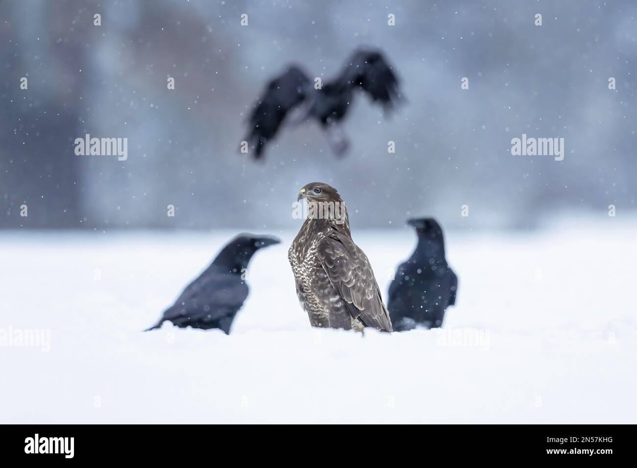 Common steppe buzzard (Buteo buteo) dark variant, dark morph, in the ...