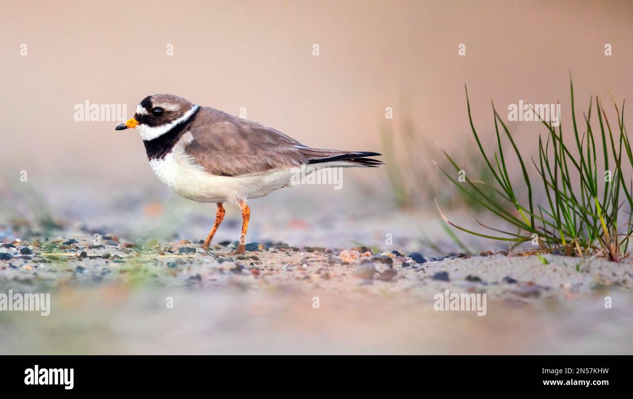 Ringed Plover (Charadrius hiaticula) Dune landscape, dunes, North Sea ...