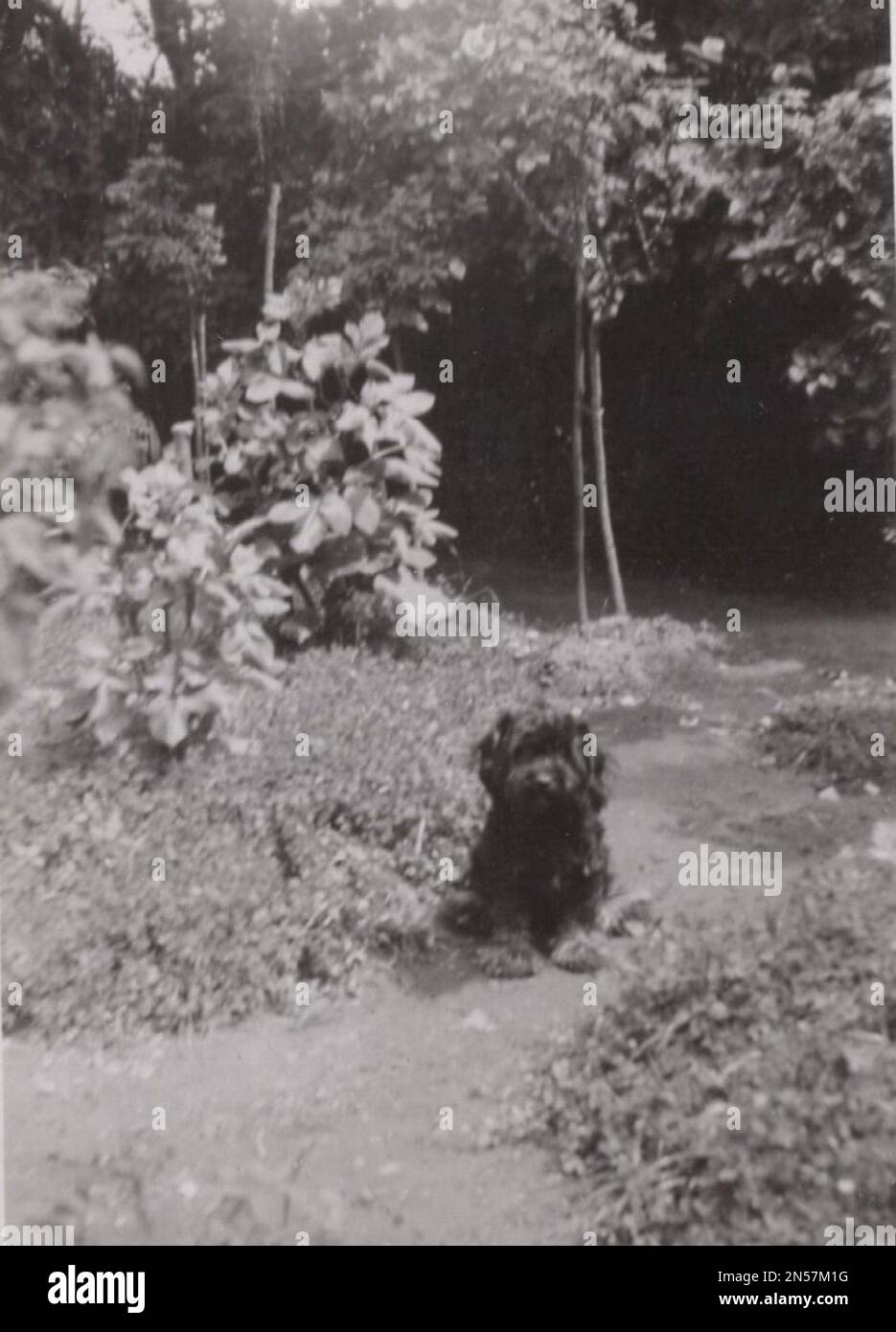Vintage Photograph about pet dogs : little black dog / puppy posing for ...