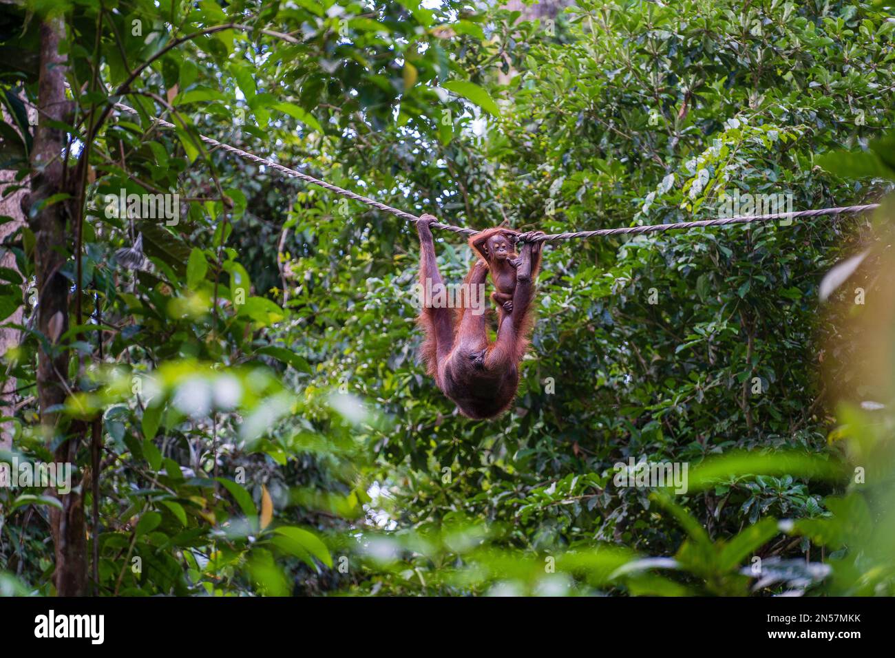 Orangutan family on liana in tropical forest. A wild orangutan mom with ...