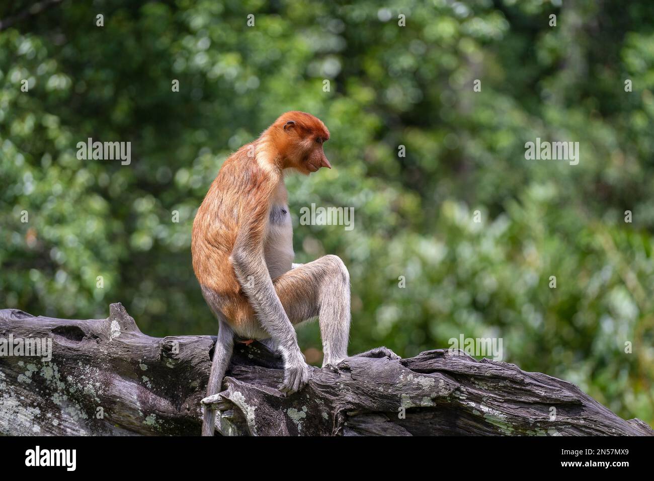 Family of wild Proboscis monkey or Nasalis larvatus or Dutch monkey, in ...