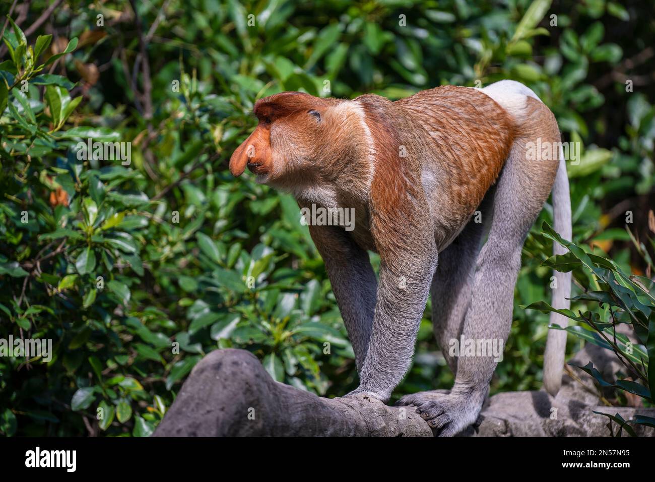 Family of wild Proboscis monkey or Nasalis larvatus or Dutch monkey, in ...