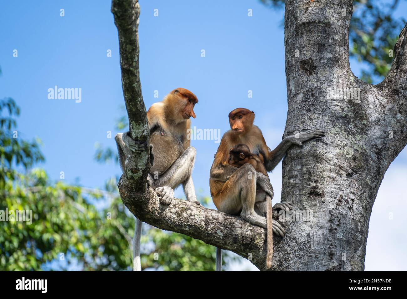 Family of wild Proboscis monkey or Nasalis larvatus or Dutch monkey, in ...
