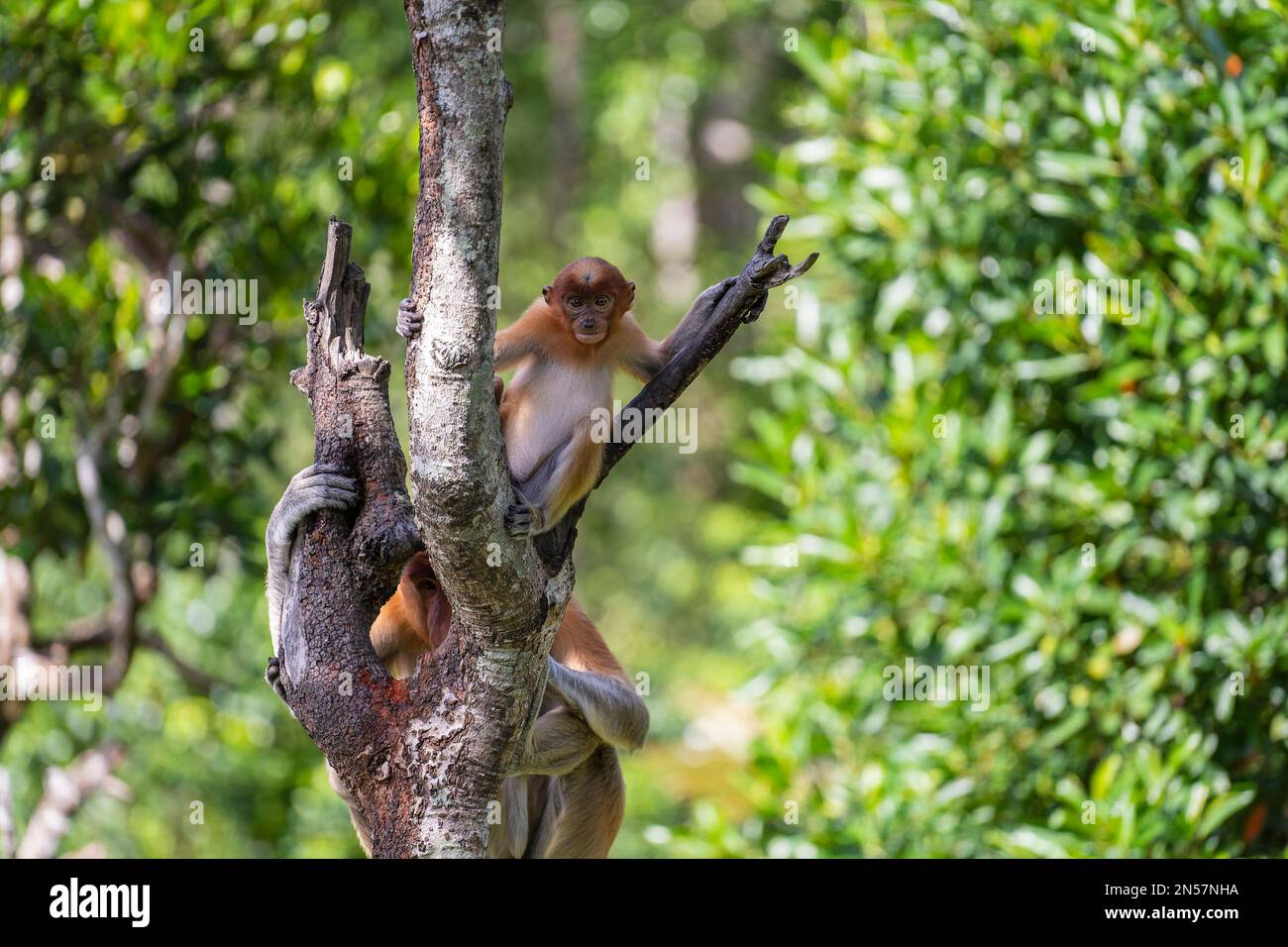 Family of wild Proboscis monkey or Nasalis larvatus or Dutch monkey, in ...