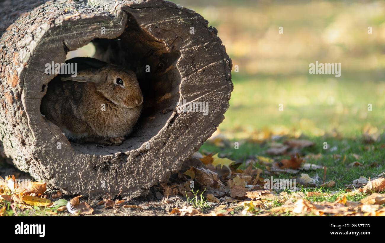 Cute little rabbit hiding inside tree trunk outdoors at farm. Copy ...