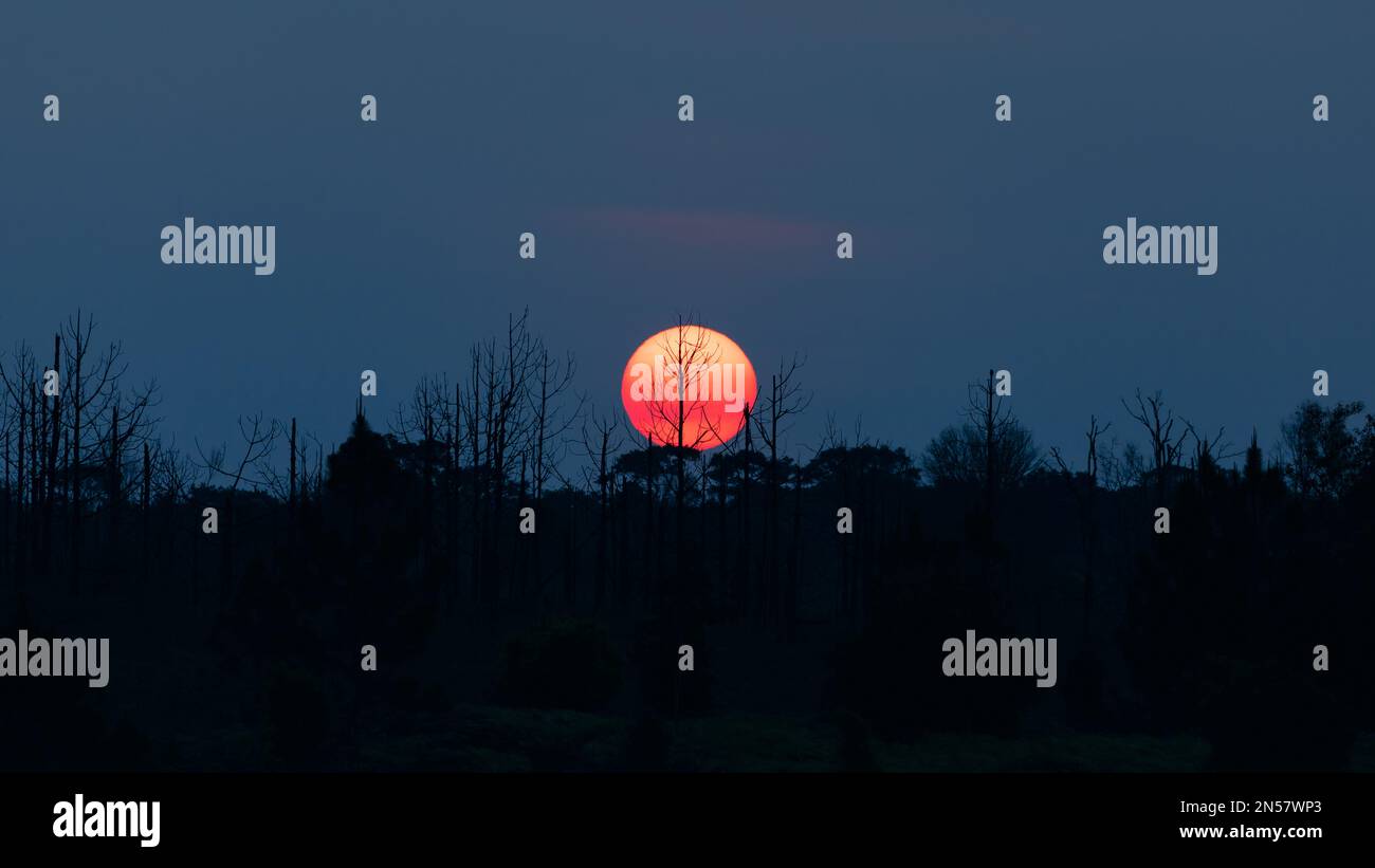 Dark scene of early morning of silhouetted trees with rising sun Stock ...