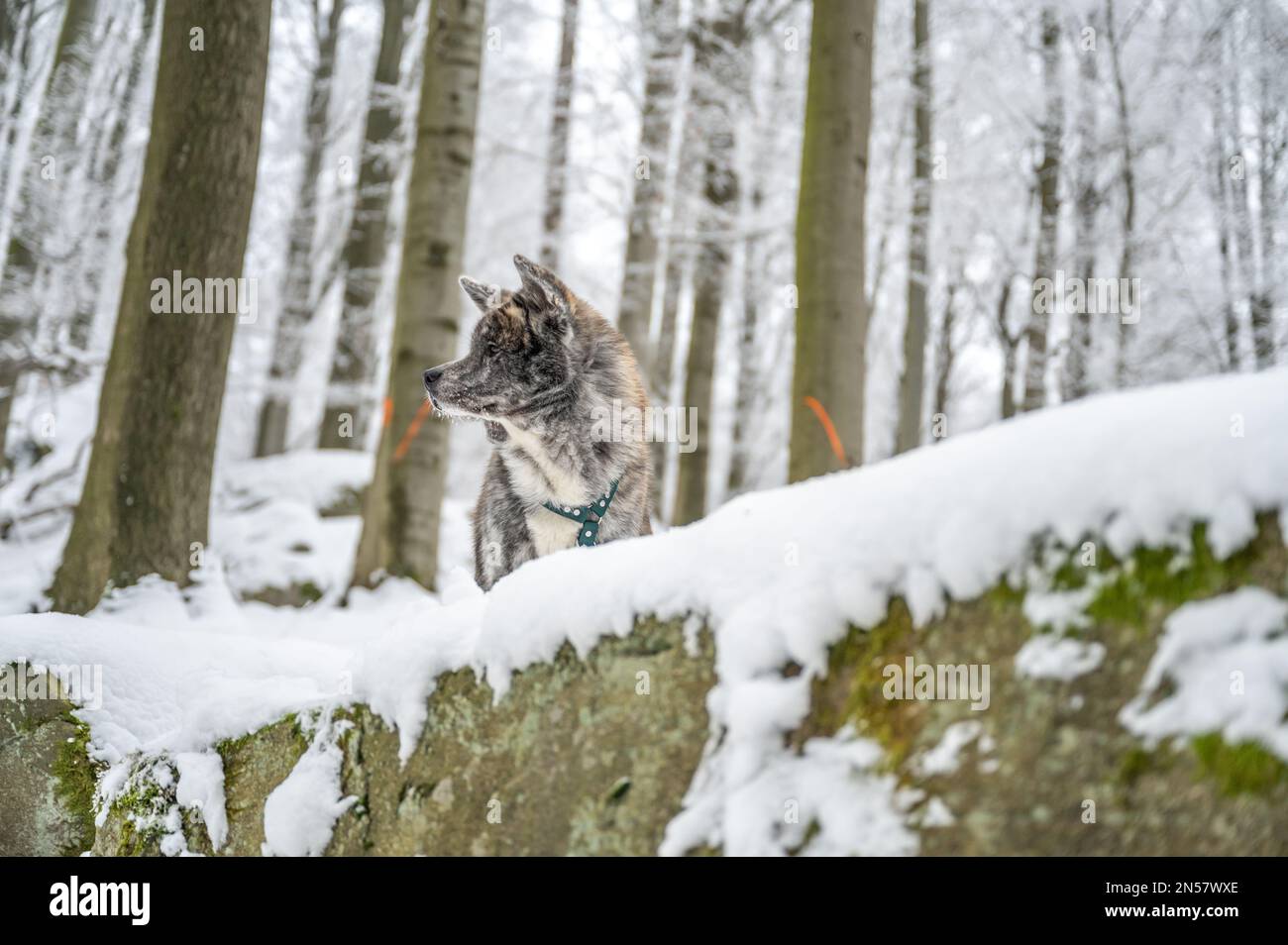 Akita inu dog with gray fur sits on a rock in the forest during winter ...