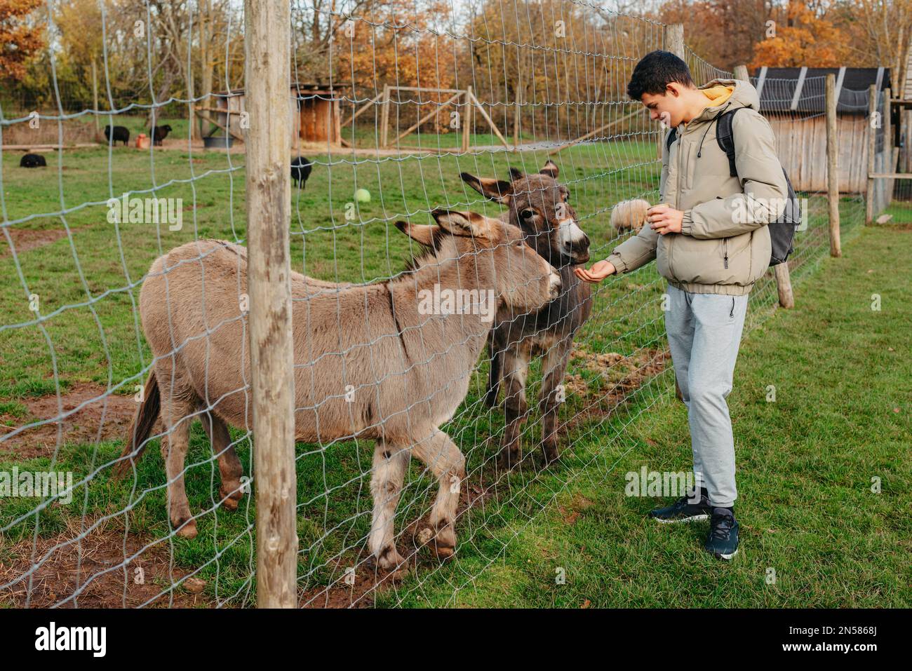 Boy feeding a donkey with hay on the farm. A child is having fun on a ...