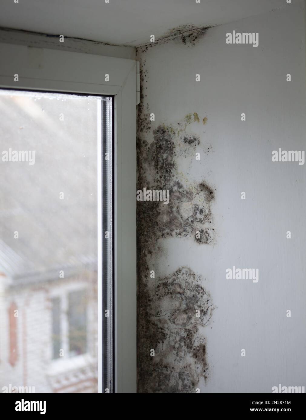 The window is covered with mold in the middle of the house. Strong ...