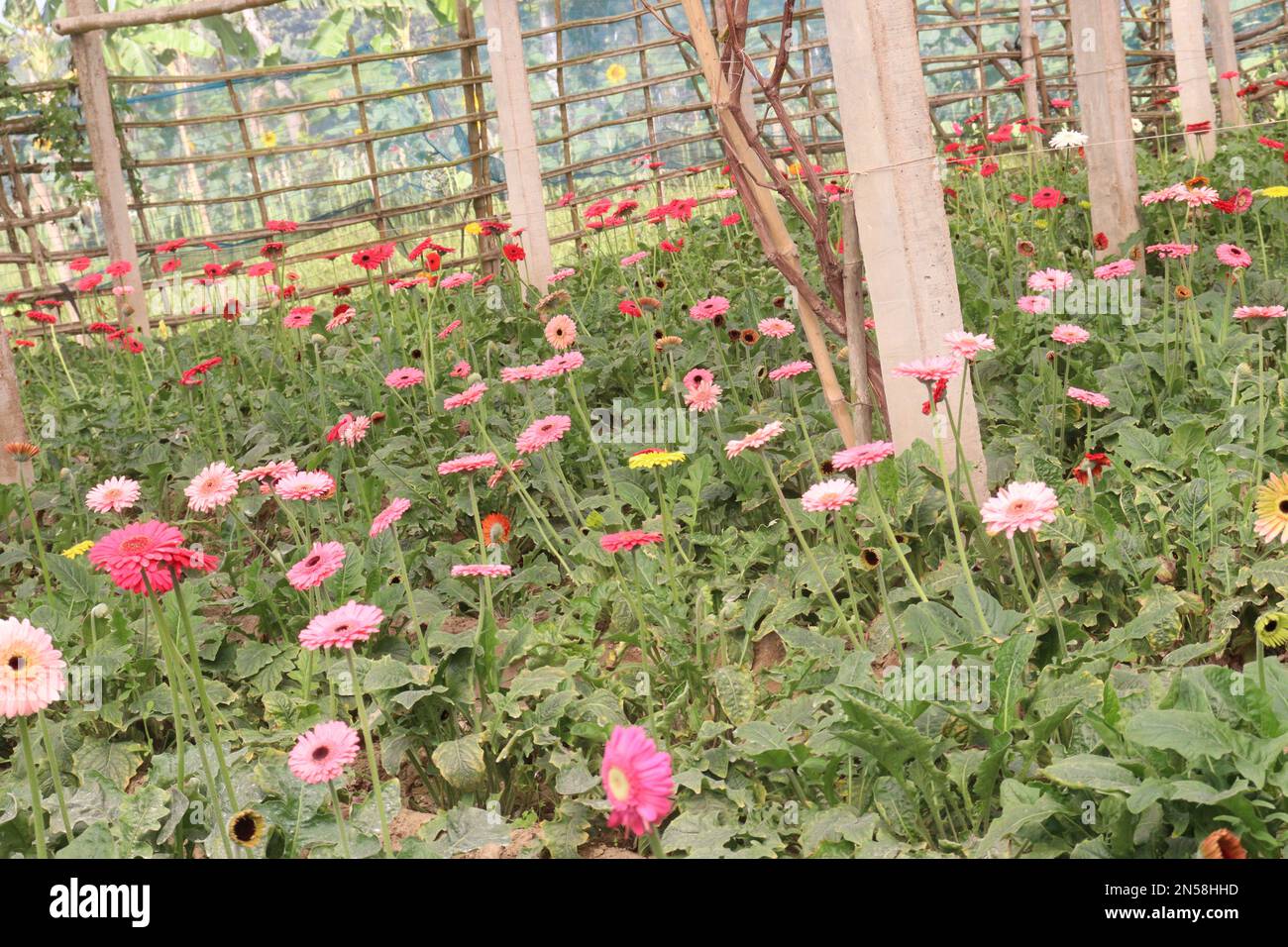 multiple colored gerbera flower on farm for harvest are cash crops ...