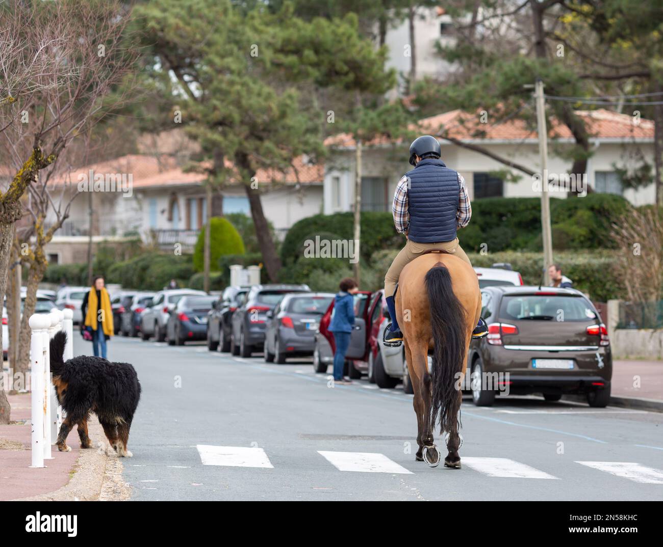 people riding horses in the street a sunny day Stock Photo - Alamy