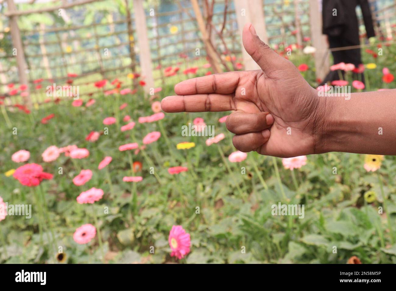 gerbera flower farm with finger sign for harvest and deaf are cash ...