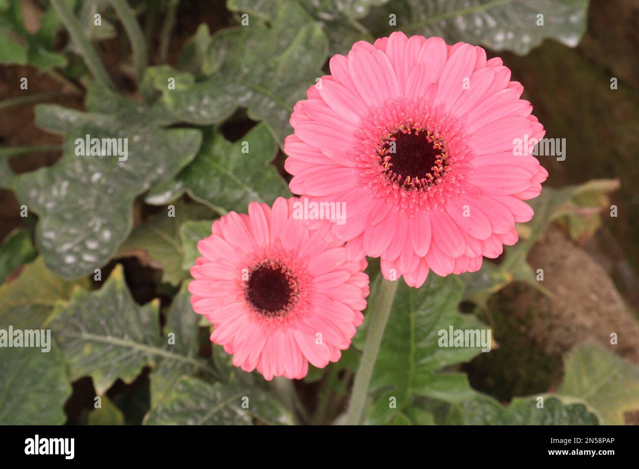 pink colored gerbera flower on farm for harvest are cash crops Stock ...