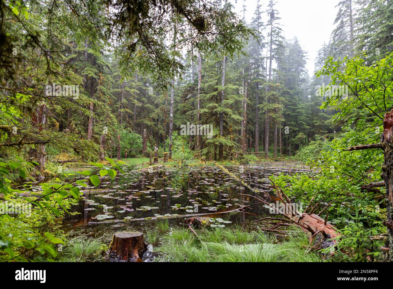 A small pond in a green forest perfect for wallpapers and backgrounds ...