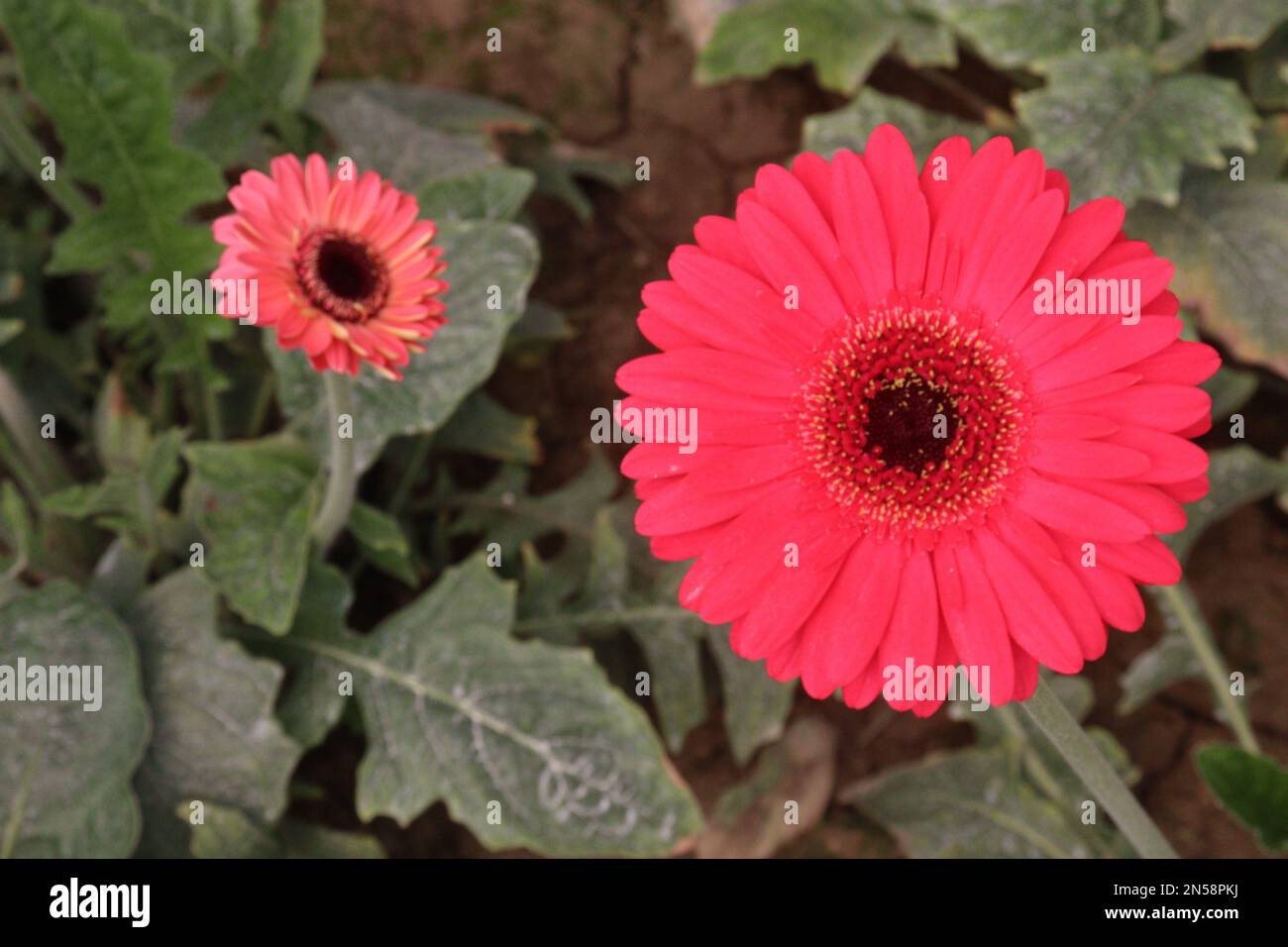 pink colored gerbera flower on farm for harvest are cash crops Stock ...