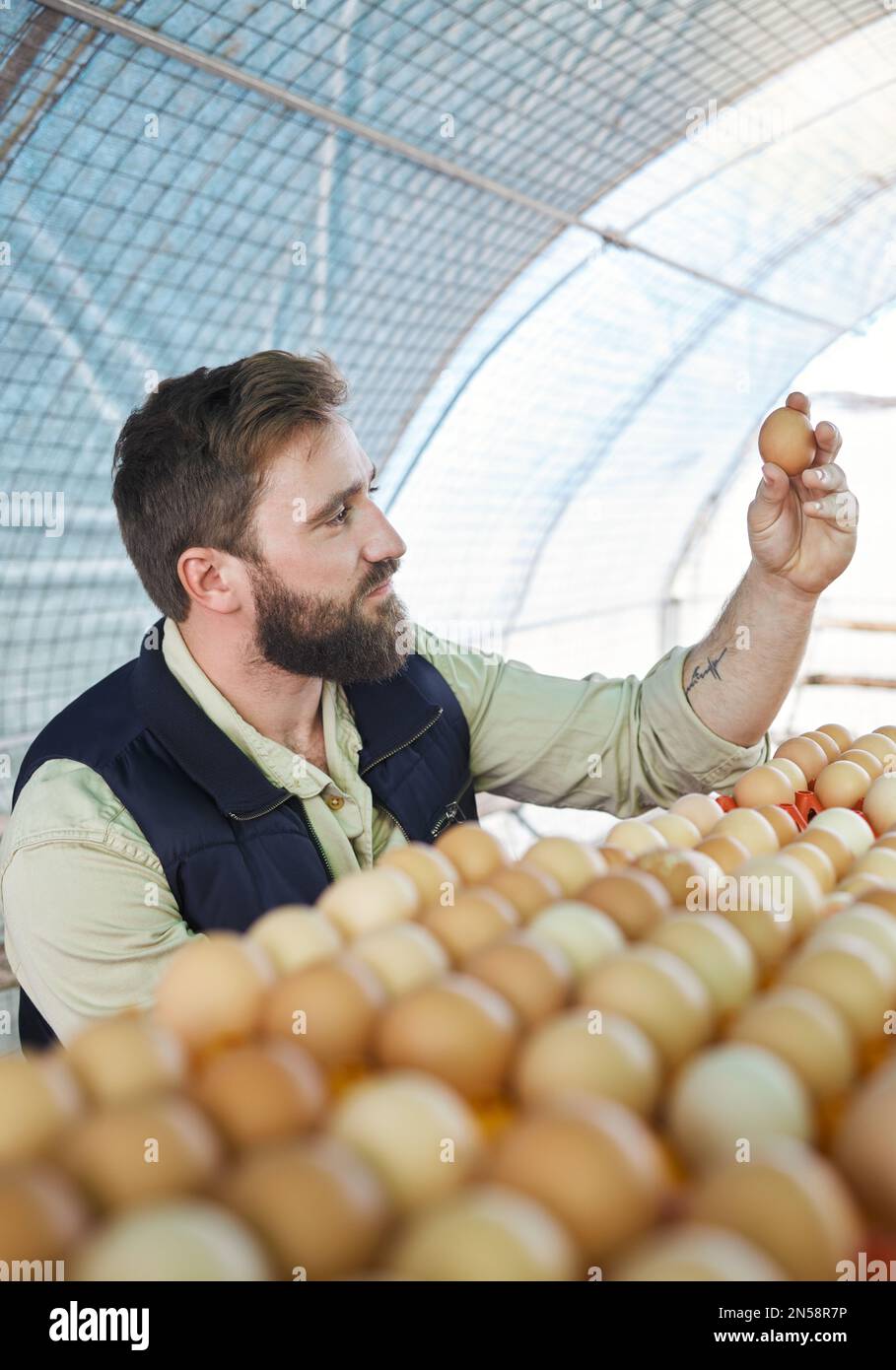 Farm, agriculture and farmer with egg for inspection, growth production ...