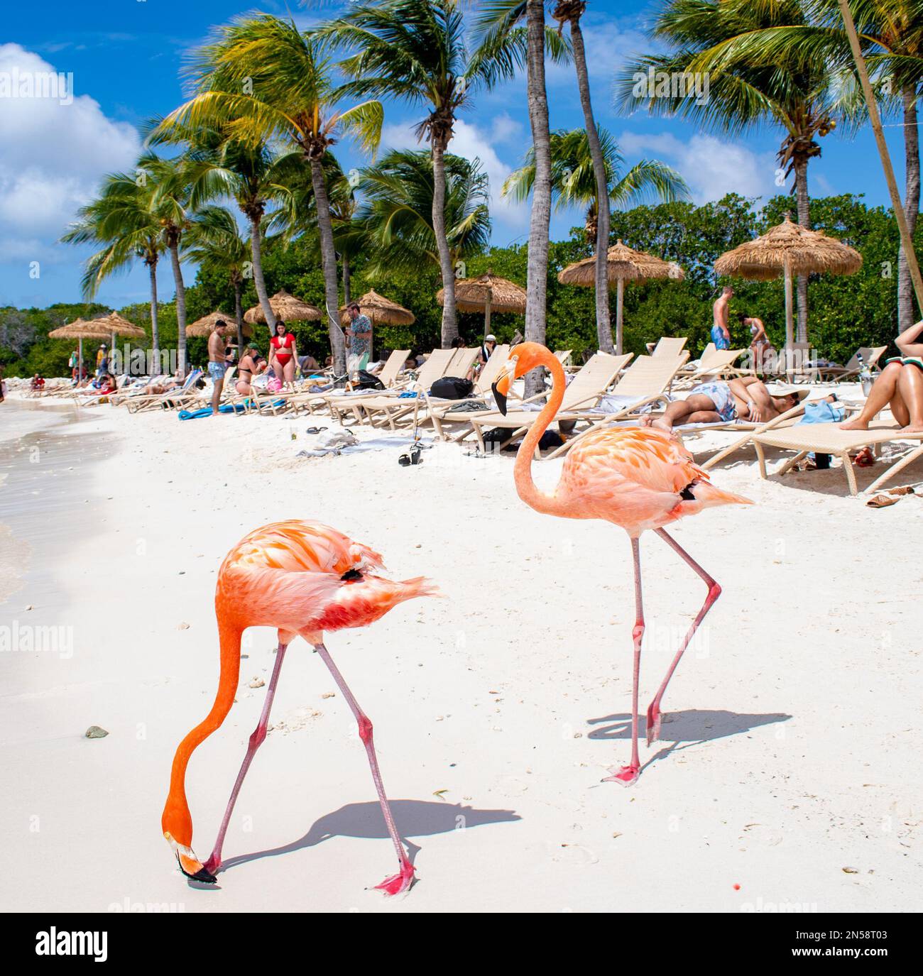 Renaissance Aruba in Oranjestad, with their private white beach with ...