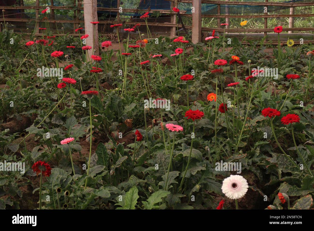 multiple colored gerbera flower on farm for harvest are cash crops ...