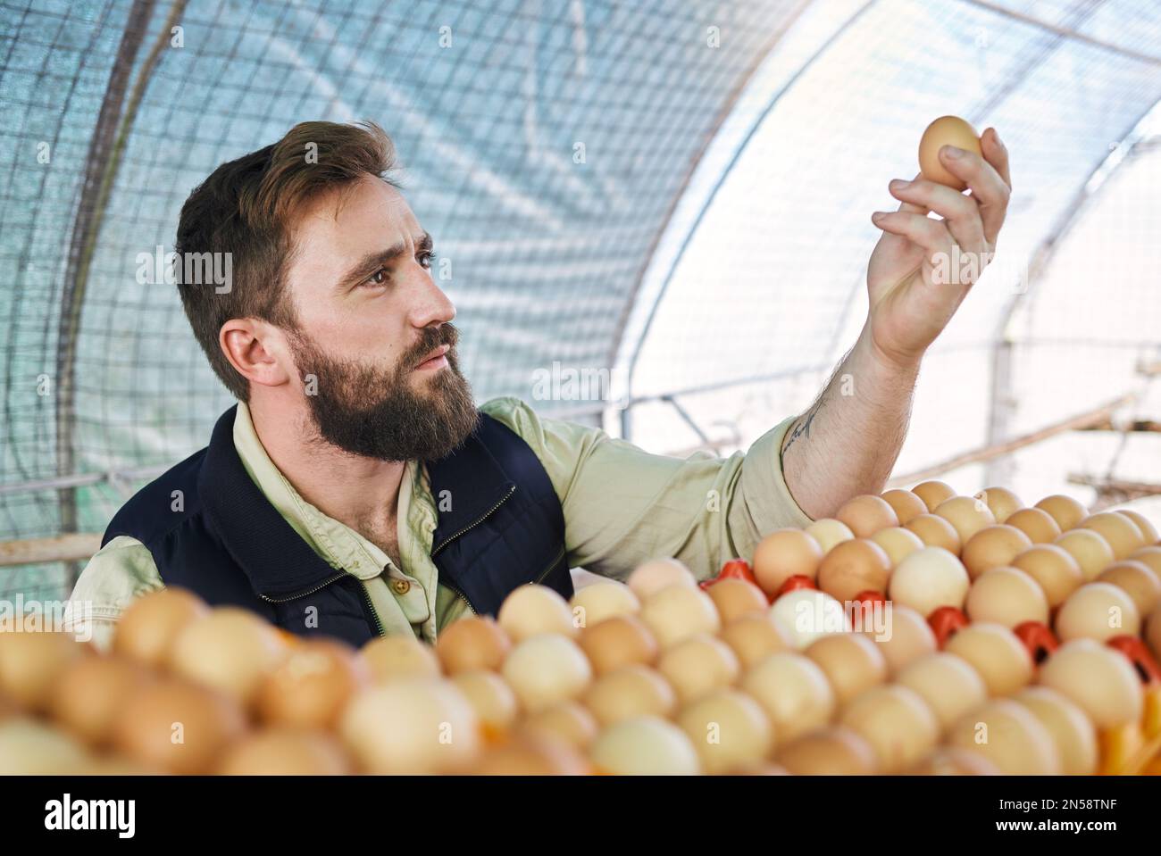 Farm, agriculture and farmer with egg in hand for inspection, growth ...