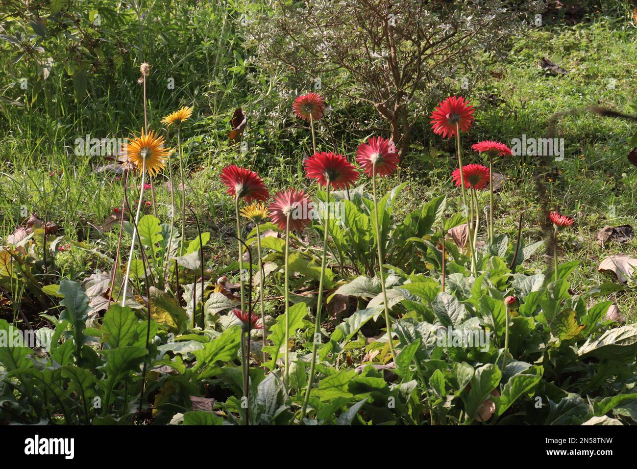 multiple colored gerbera flower on farm for harvest are cash crops ...