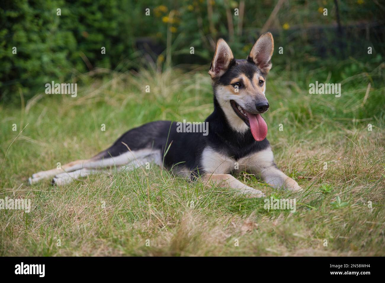 Beige light brown and black mottled dog is lying contentedly in garden ...