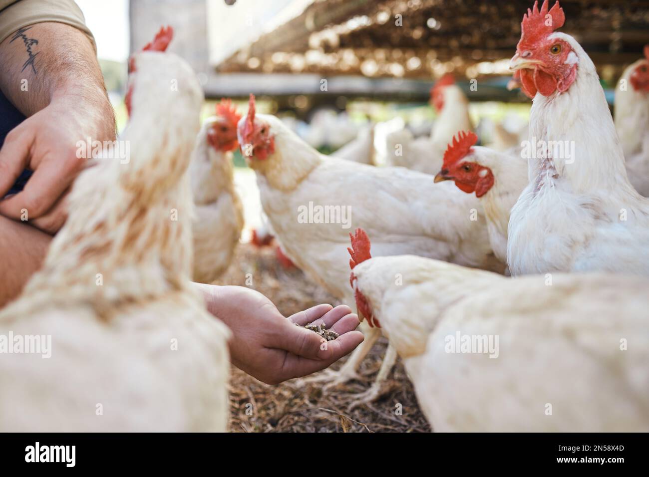 Hands, chicken and seeds at outdoor farm for growth, health and ...