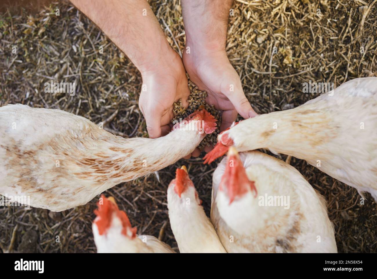 Man eating birds hi-res stock photography and images - Alamy