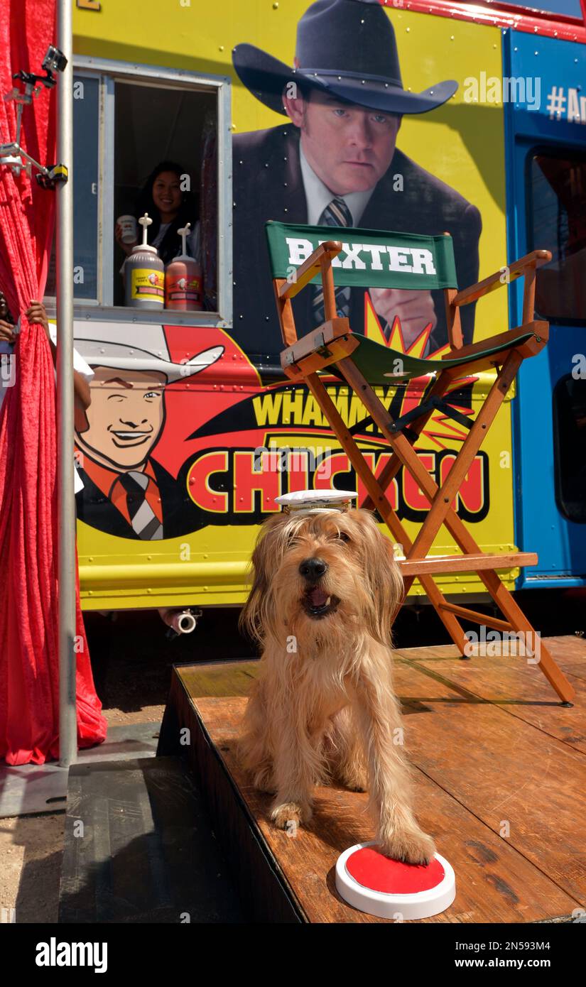 IMAGE DISTRIBUTED FOR PARAMOUNT PICTURES - Baxter, the four-legged star ...