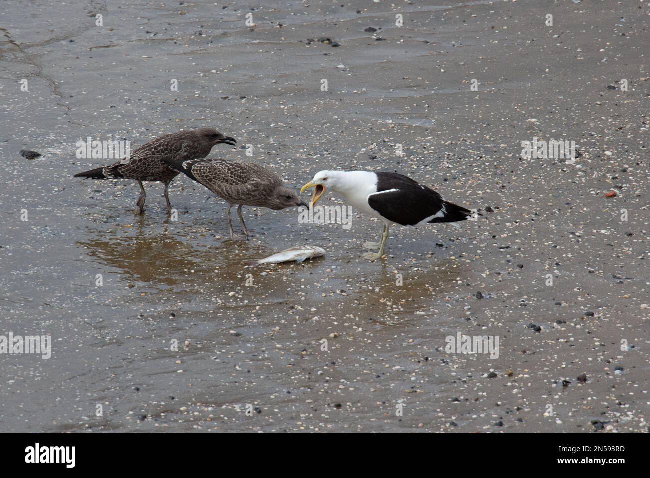 The view of a gull catched a fish and feeding chicks at shoreline, New ...