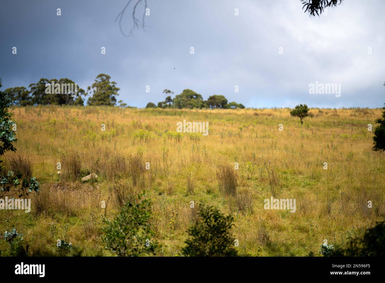 overgrown meadow and field on a farm in outback Stock Photo - Alamy