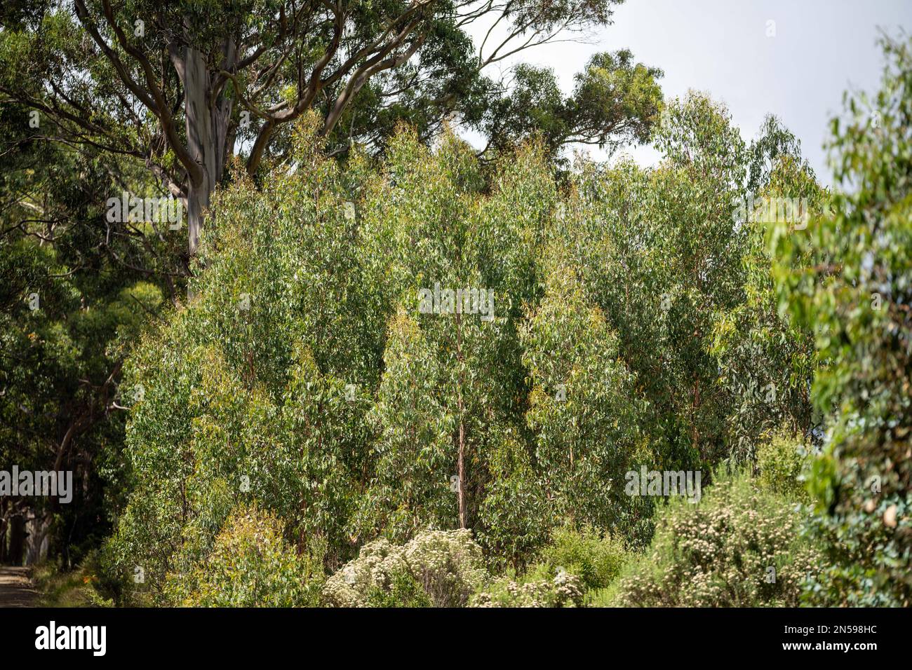 Australian bush. native forest and plantation Stock Photo - Alamy