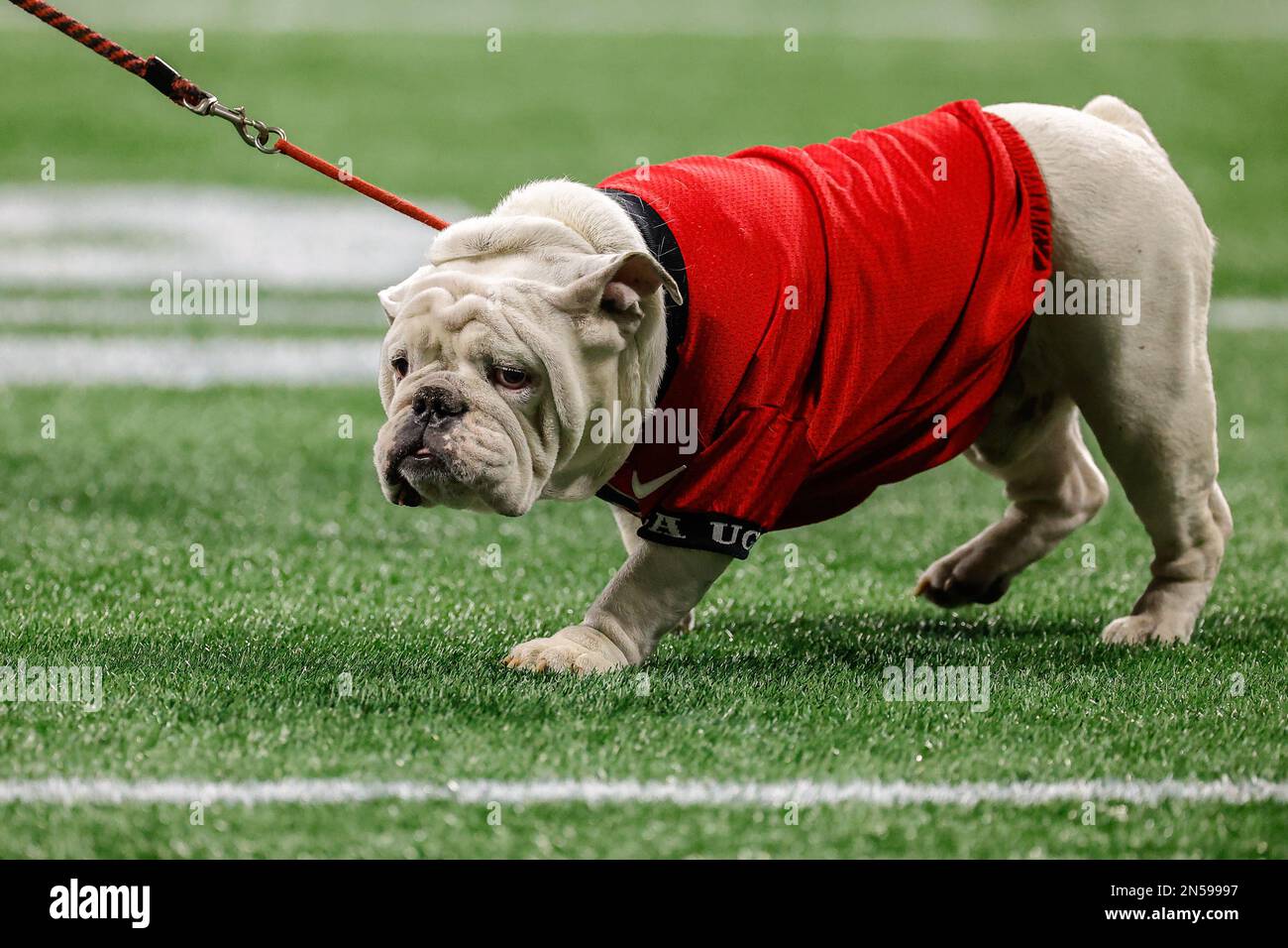 December 31, 2022: The iconic Georgia mascot, Uga X, at the Chick-fil-A ...