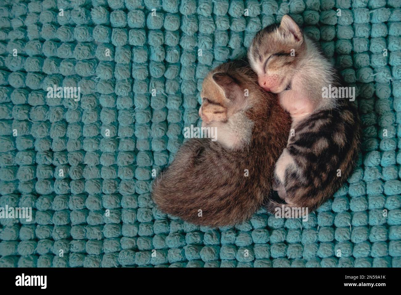 Top view of two sleeping kittens huddled together for warmth showing the peaceful candid moments ...