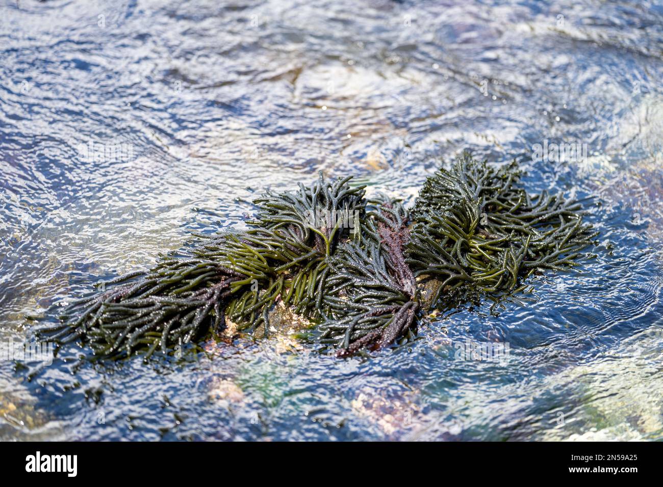 Bull kelp seaweed growing on rocks. Edible sea weed ready to harvest in ...