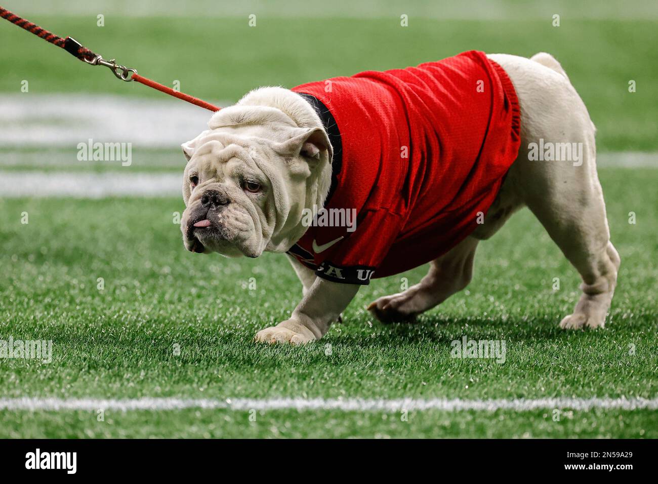 December 31, 2022: The iconic Georgia mascot, Uga X, at the Chick-fil-A ...